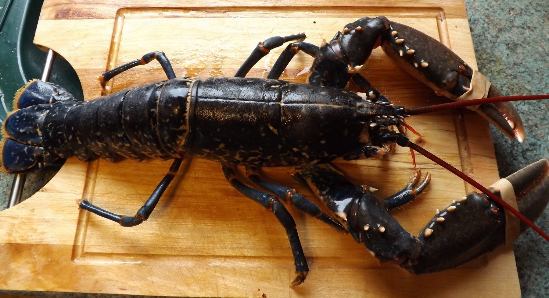 The Inside Shuck – How To Prepare The Perfect Lobster | Downtown Magazine